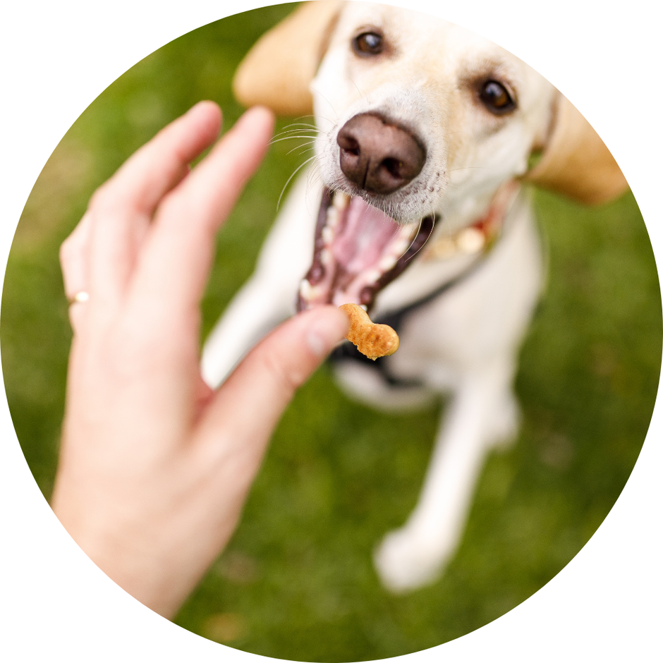White Dog Bone Company
